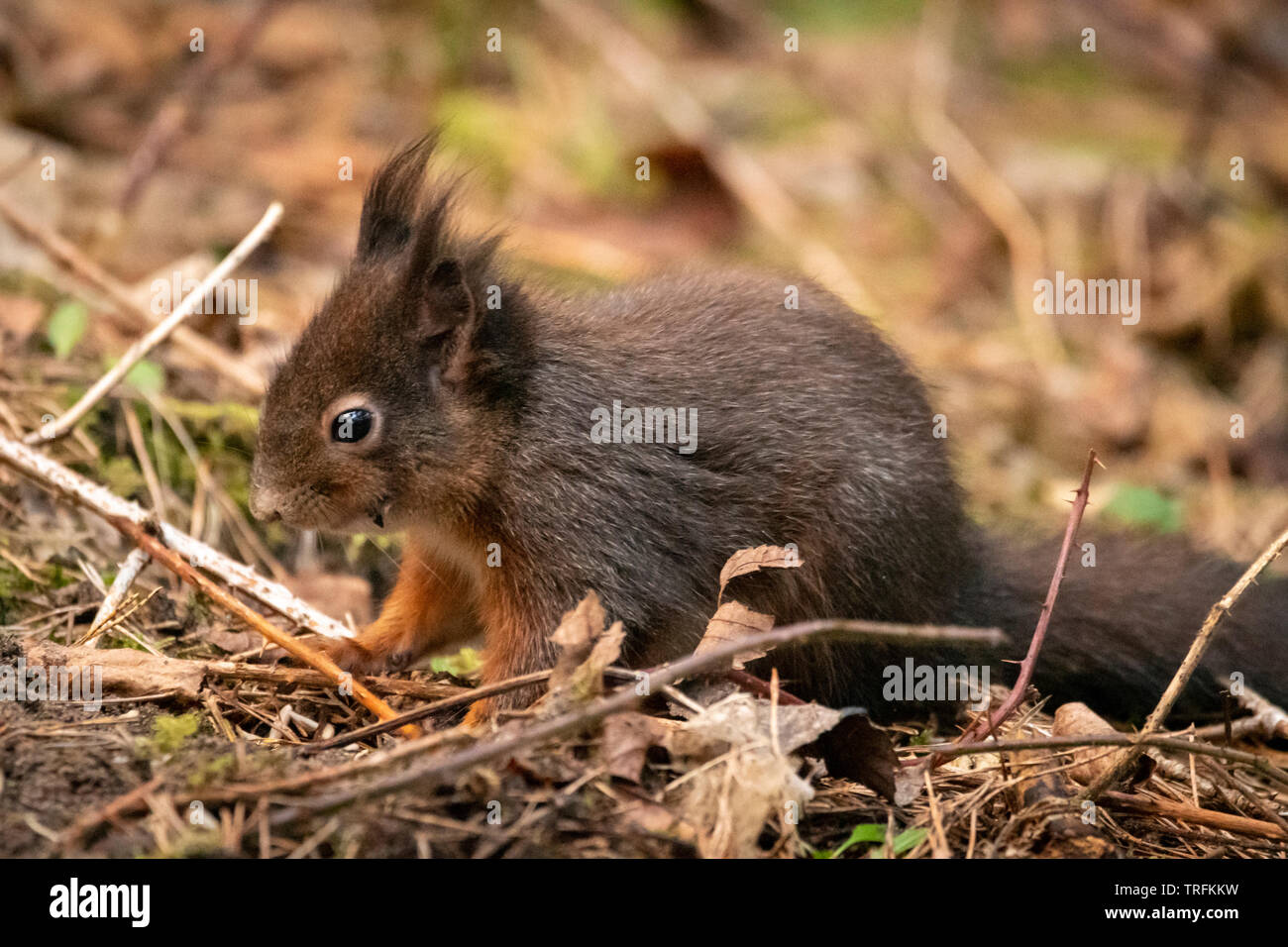 Red Squirrel in the wild Stock Photo - Alamy