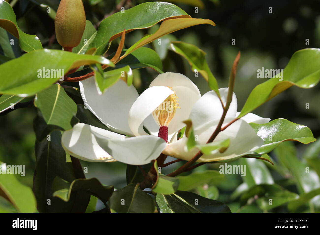 Magnolia in Full sunlight Stock Photo - Alamy