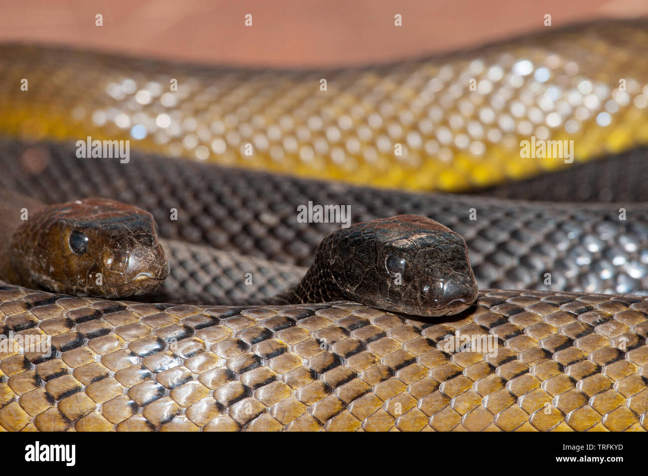 Taipan Snake High Resolution Stock Photography and Images - Alamy