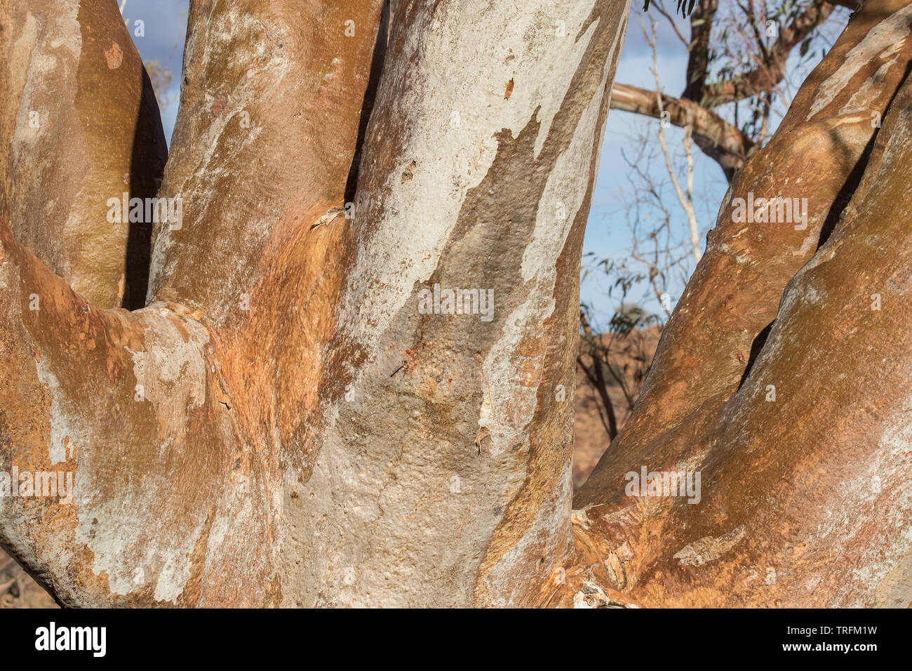River Red Gum Stock Photo - Alamy
