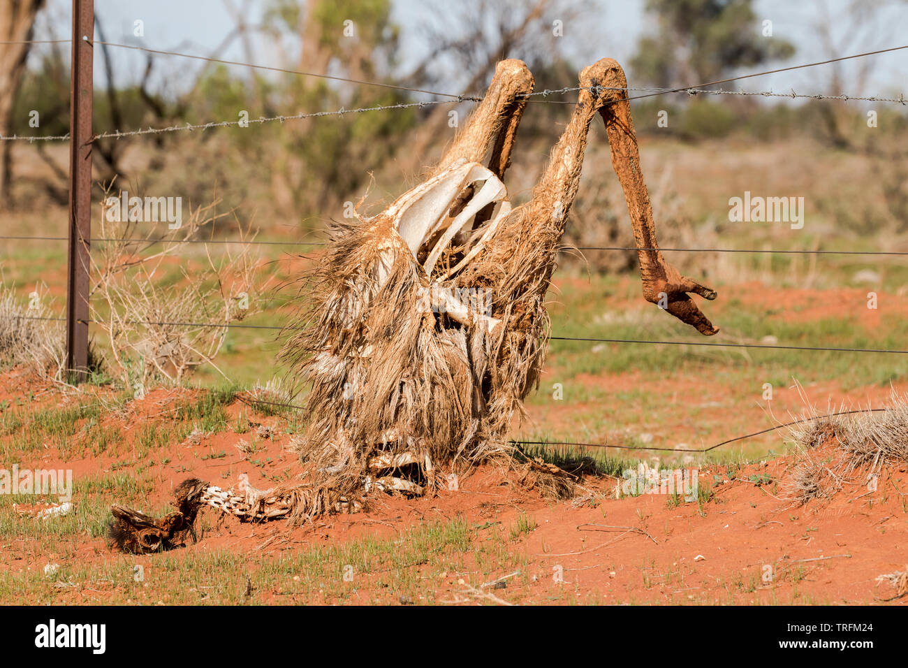 Emu legs caught in fence hi-res stock photography and images - Alamy