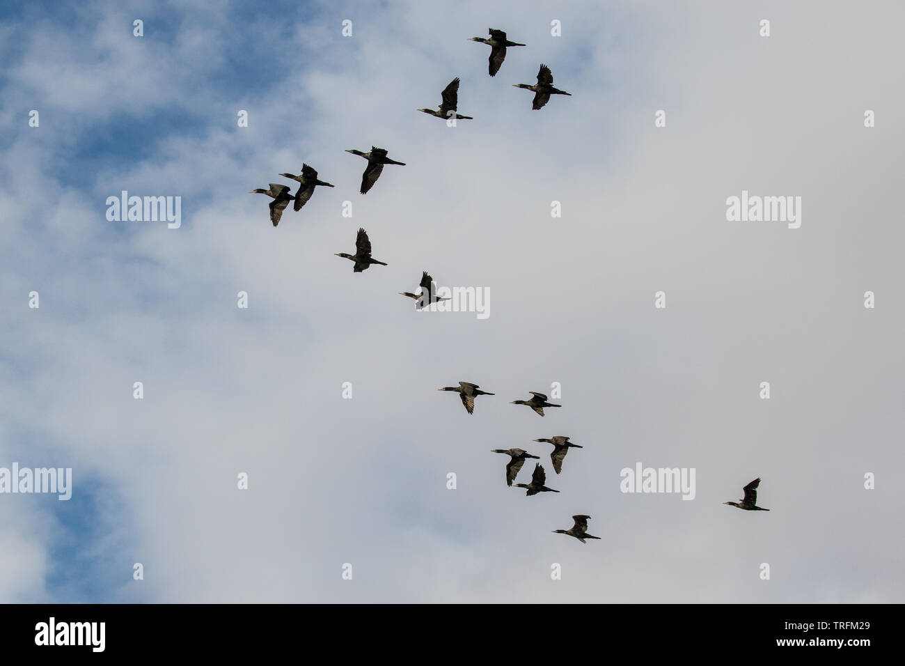 Little Black Cormorant flock in flight Stock Photo - Alamy