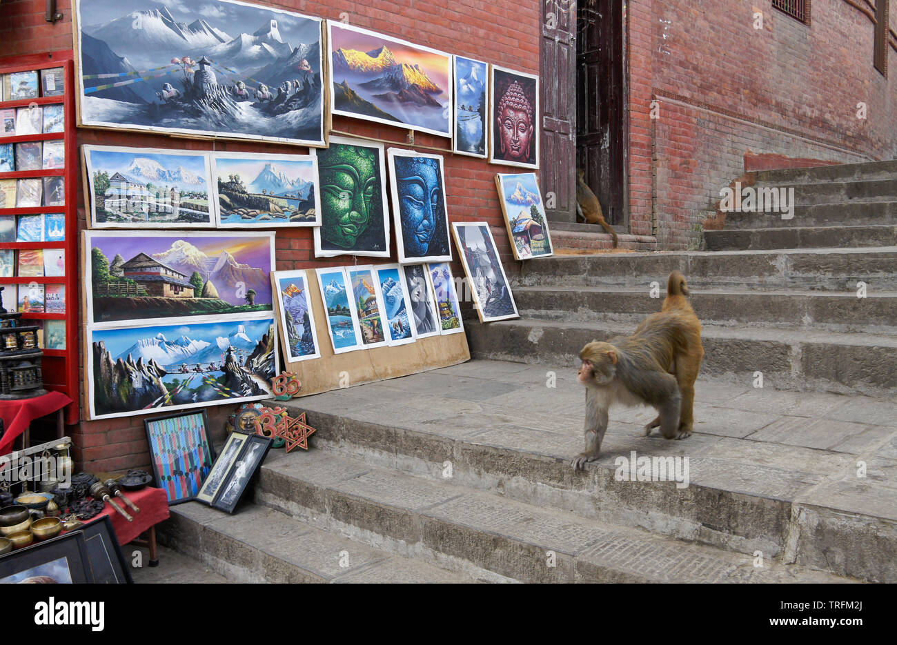A rhesus macaque monkey walks past religious and scenic paintings of ...
