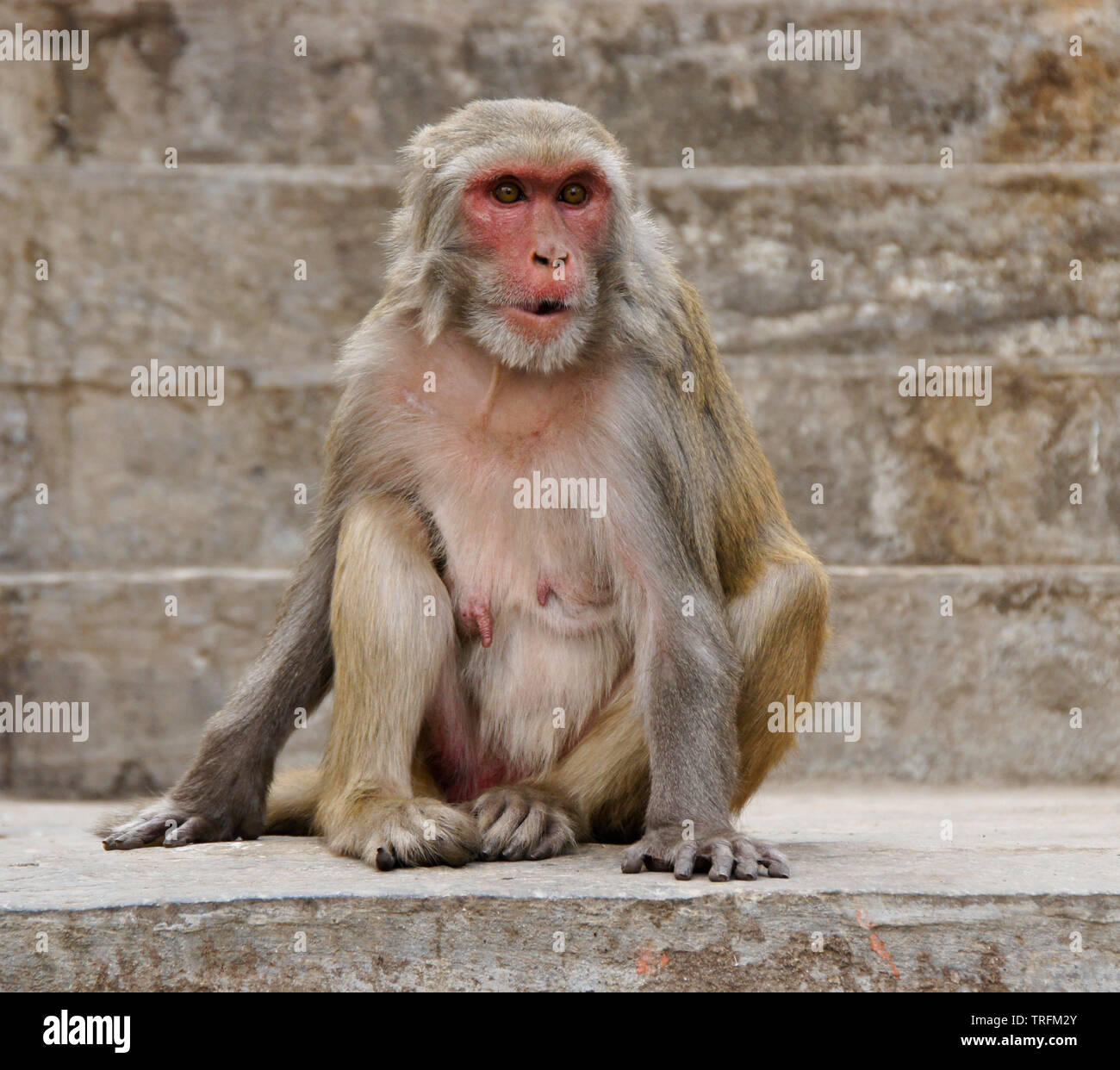 Female rhesus macaque monkey sitting on steps at Swayambhunath Buddhist ...