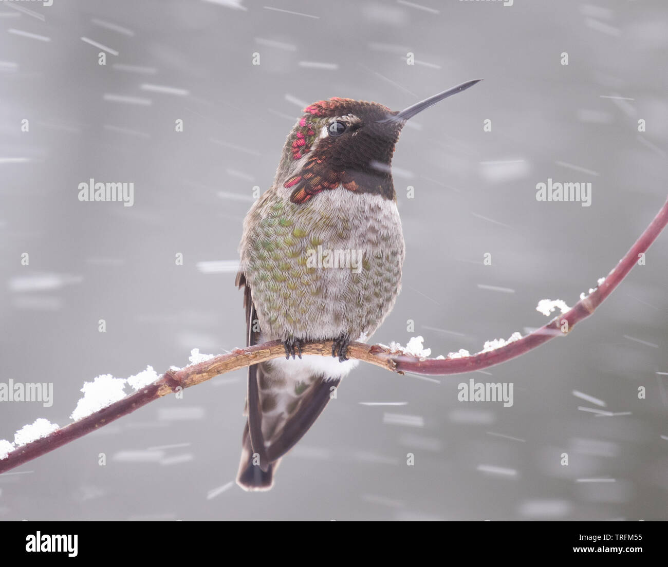 Anna's Hummingbird, Calypte anna, in the Driving Snow Stock Photo - Alamy