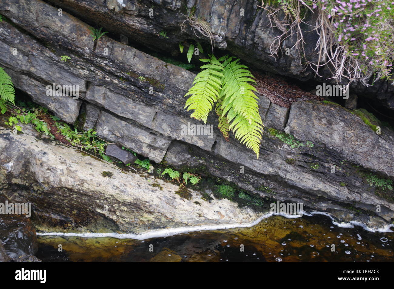 Fern By a Highland Burn Flowing in a Gully through Middle Jurassic Lias ...