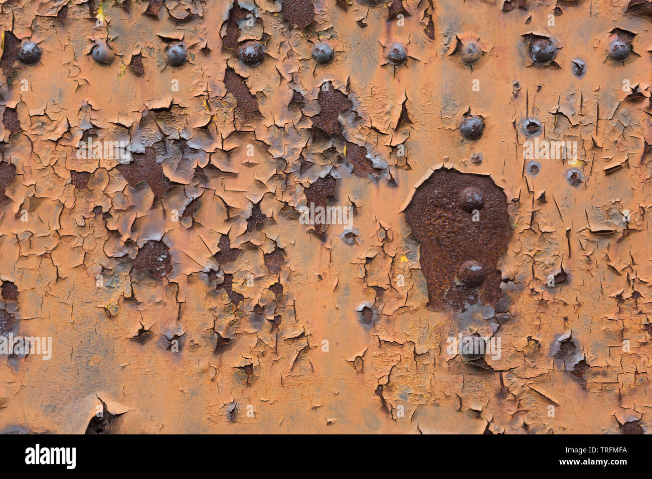 Close-up of peeling orange paint on heavily rusted steel sheet metal on ...