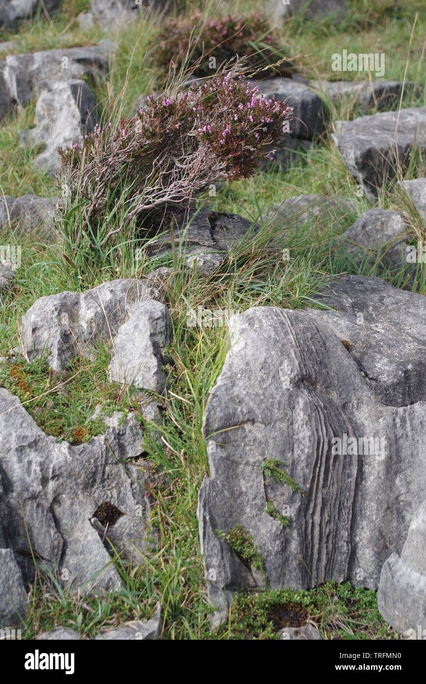Heather (Calluna vulgaris) Growing atop Middle Jurassic Lias Limestone ...