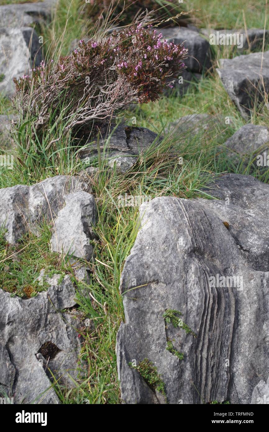Heather (Calluna vulgaris) Growing atop Middle Jurassic Lias Limestone ...