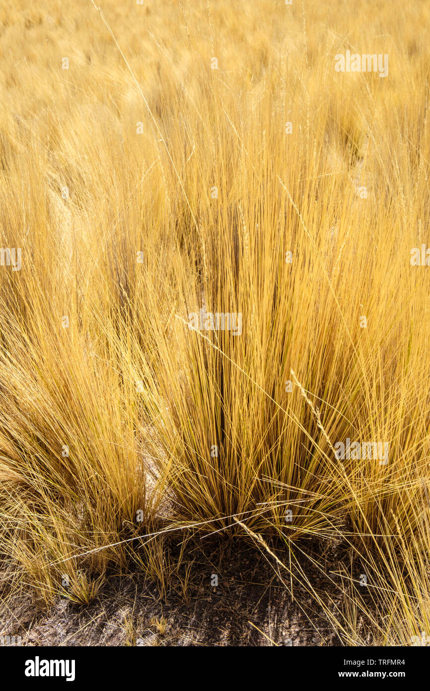 Vegetation at Tinajani Canyon, Puno Region, Peru Stock Photo - Alamy