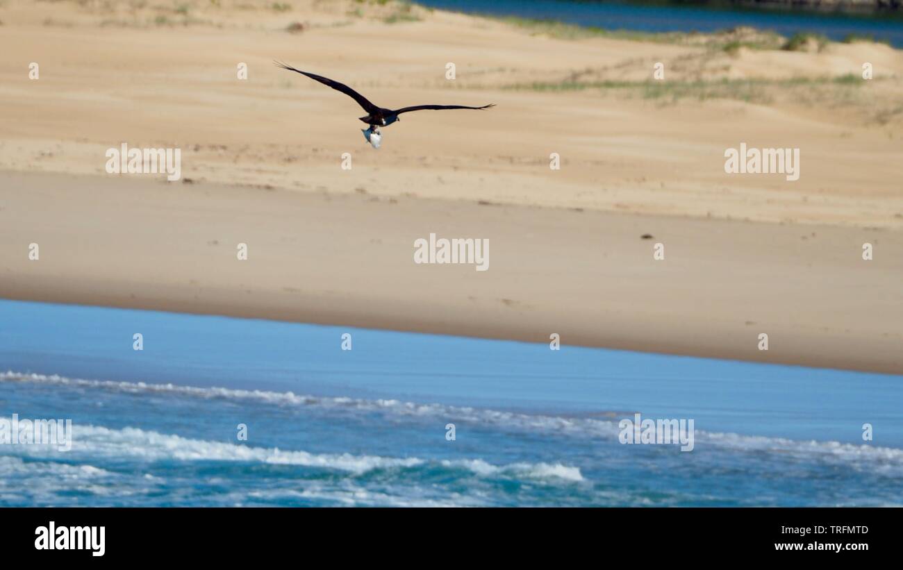 Bird flies away over the beach and sea with it's catch of the day, fish ...