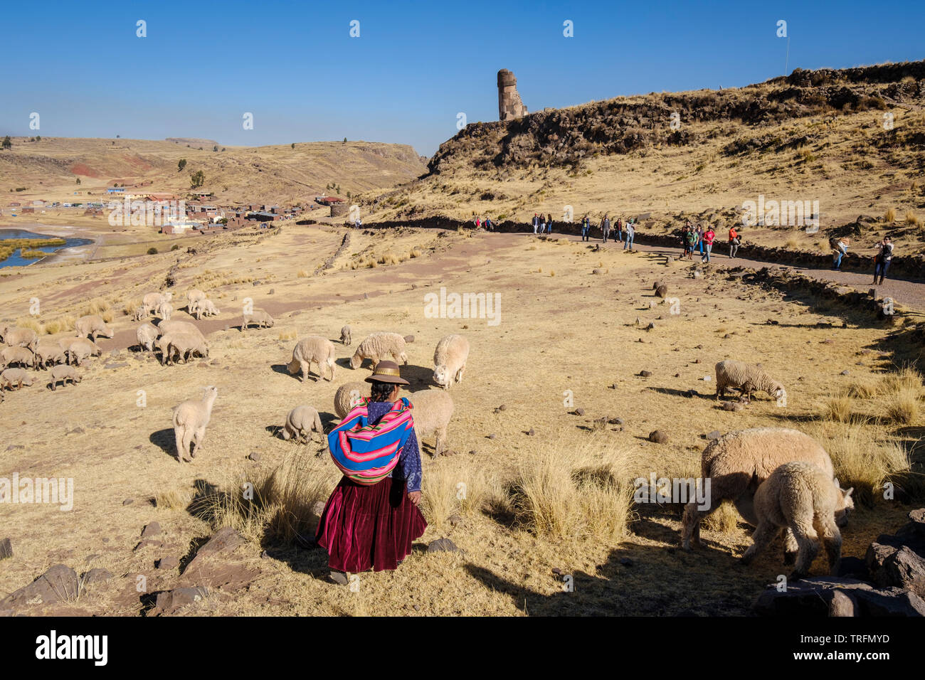 Local shepherd taking care of her sheep flock at ancient burial grounds ...