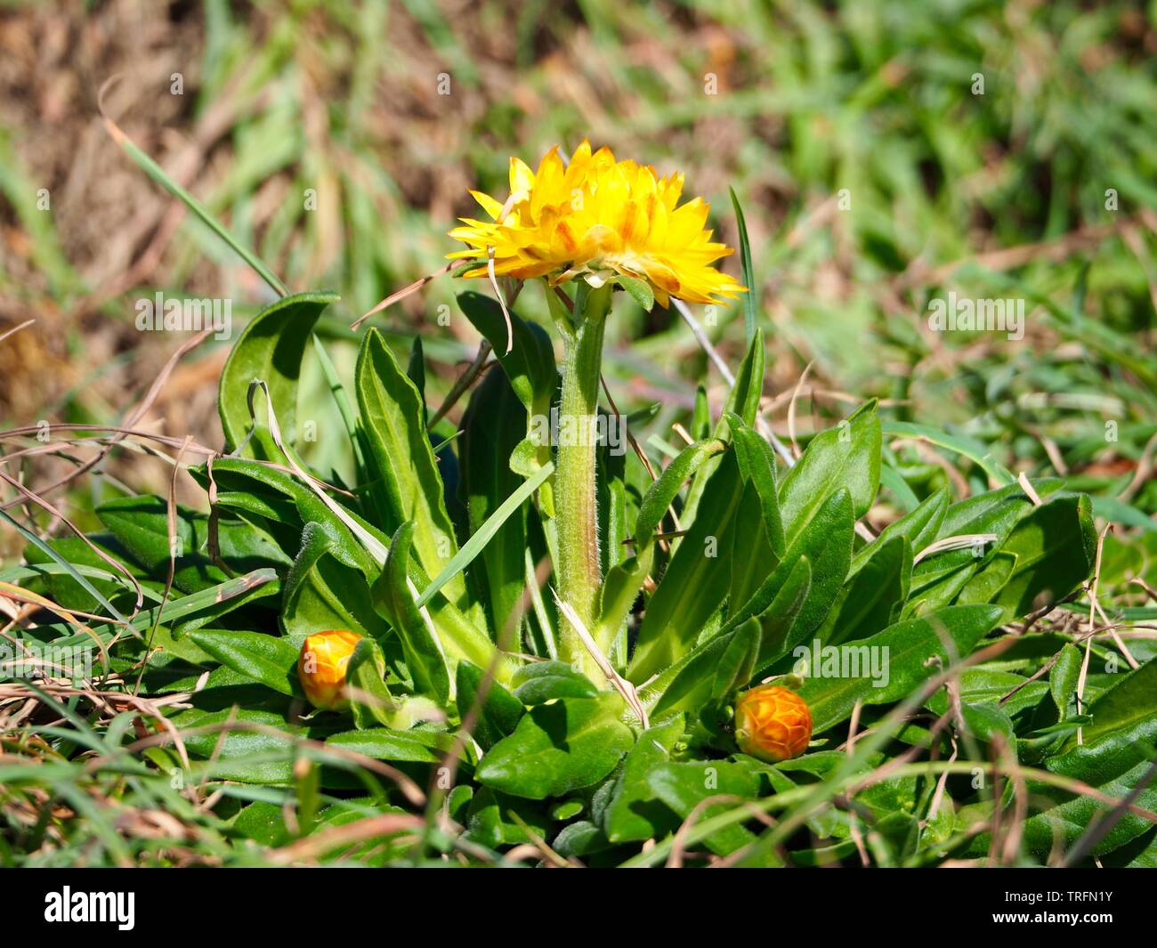 Papery blooms hi-res stock photography and images - Alamy