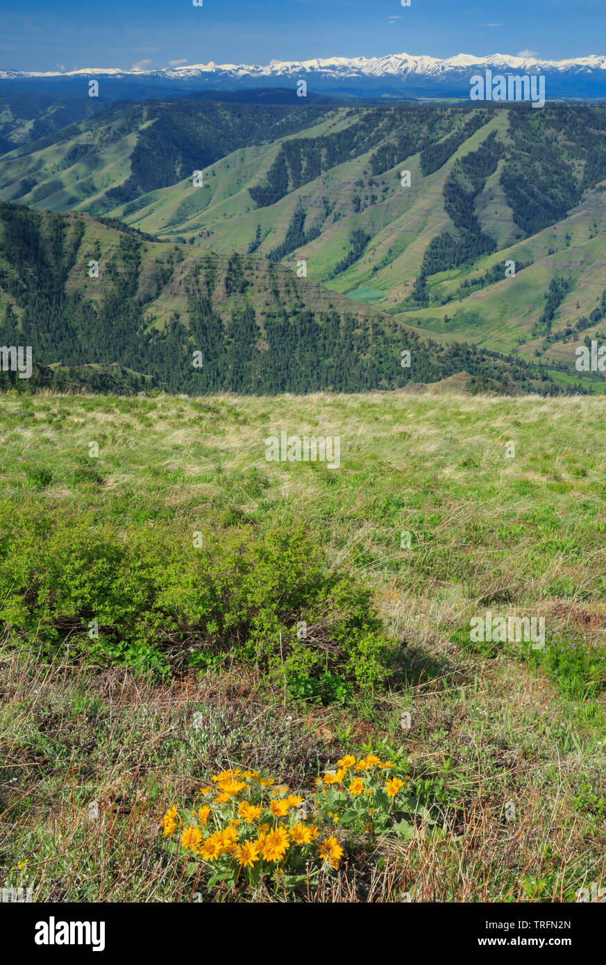 imnaha valley and wallowa mountains in the distance viewed from hat ...