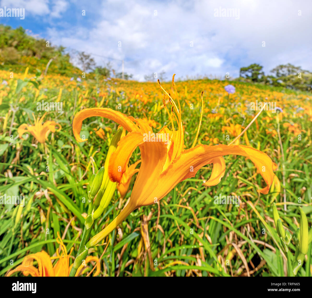 Beautiful orange daylily flower farm on Sixty Rock Mountain (Liushidan ...