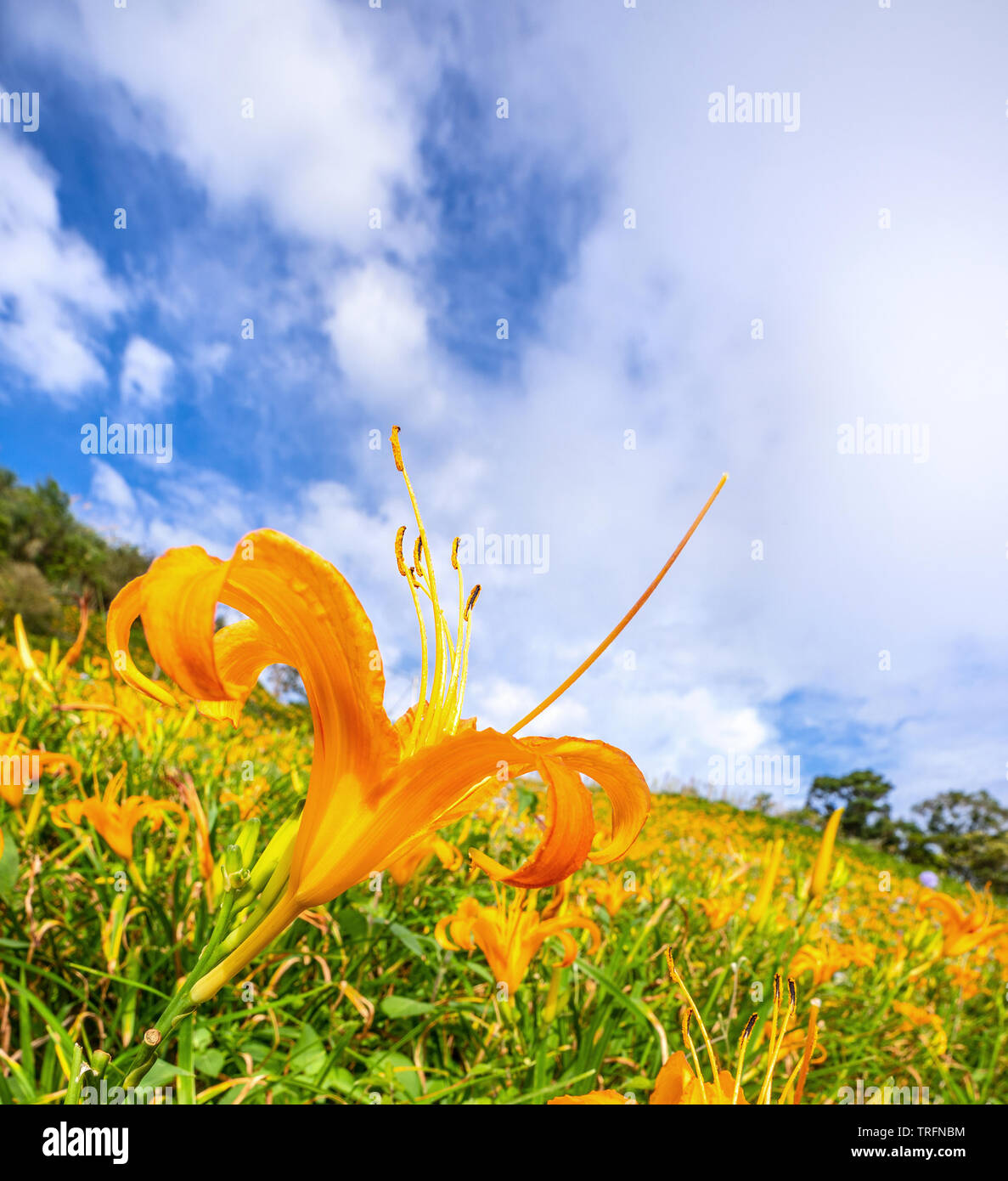 Beautiful orange daylily flower farm on Sixty Rock Mountain (Liushidan ...