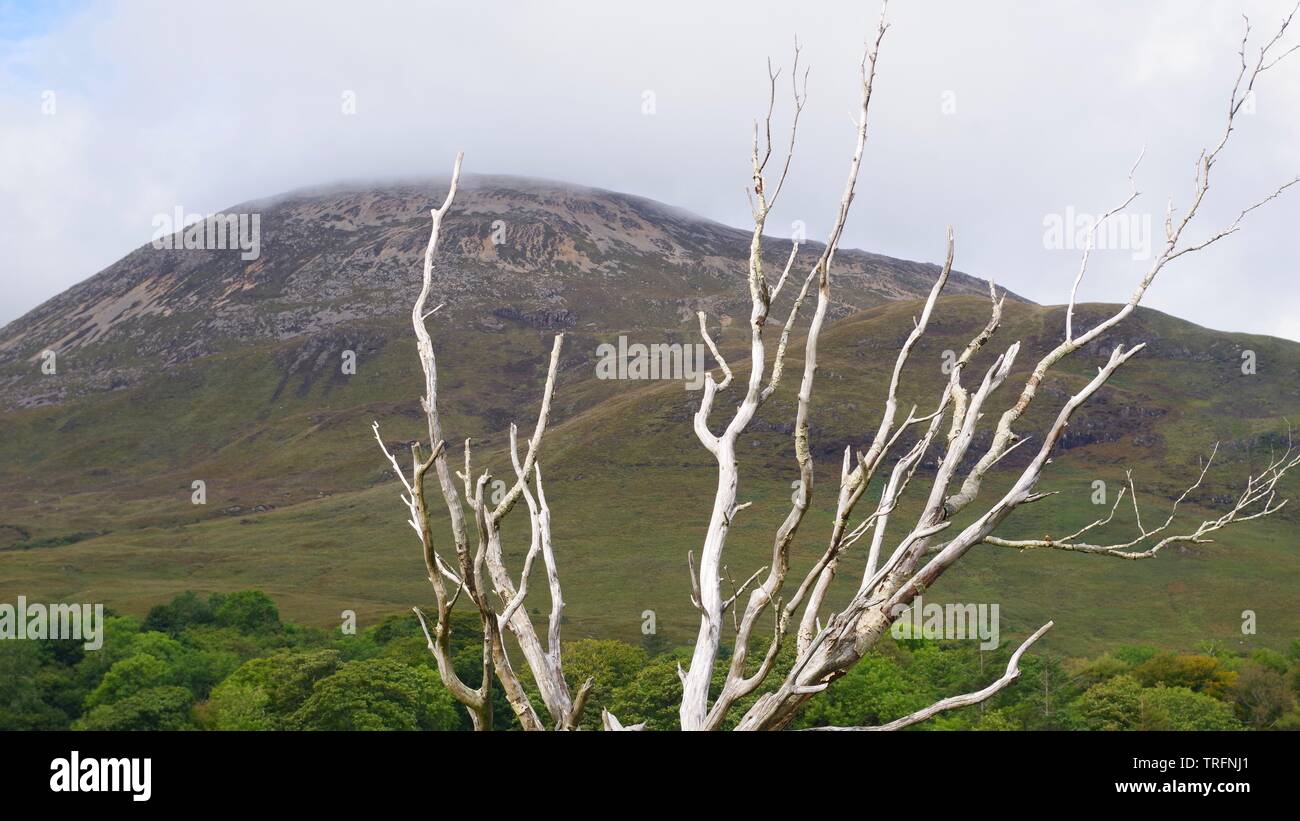 Dead tree skye hi-res stock photography and images - Alamy