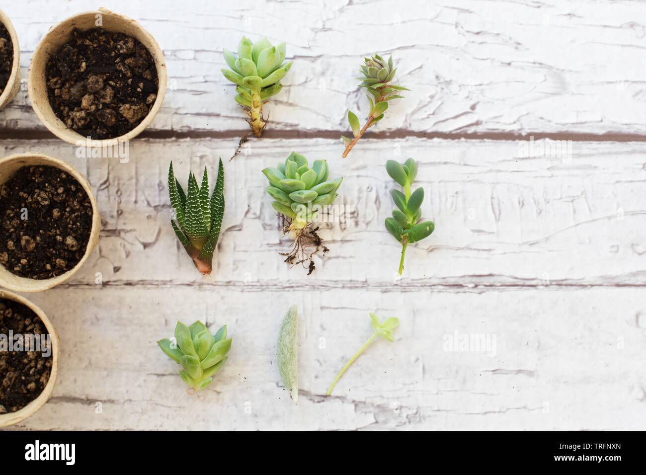 Preparing succulent cuttings for propagation Stock Photo - Alamy