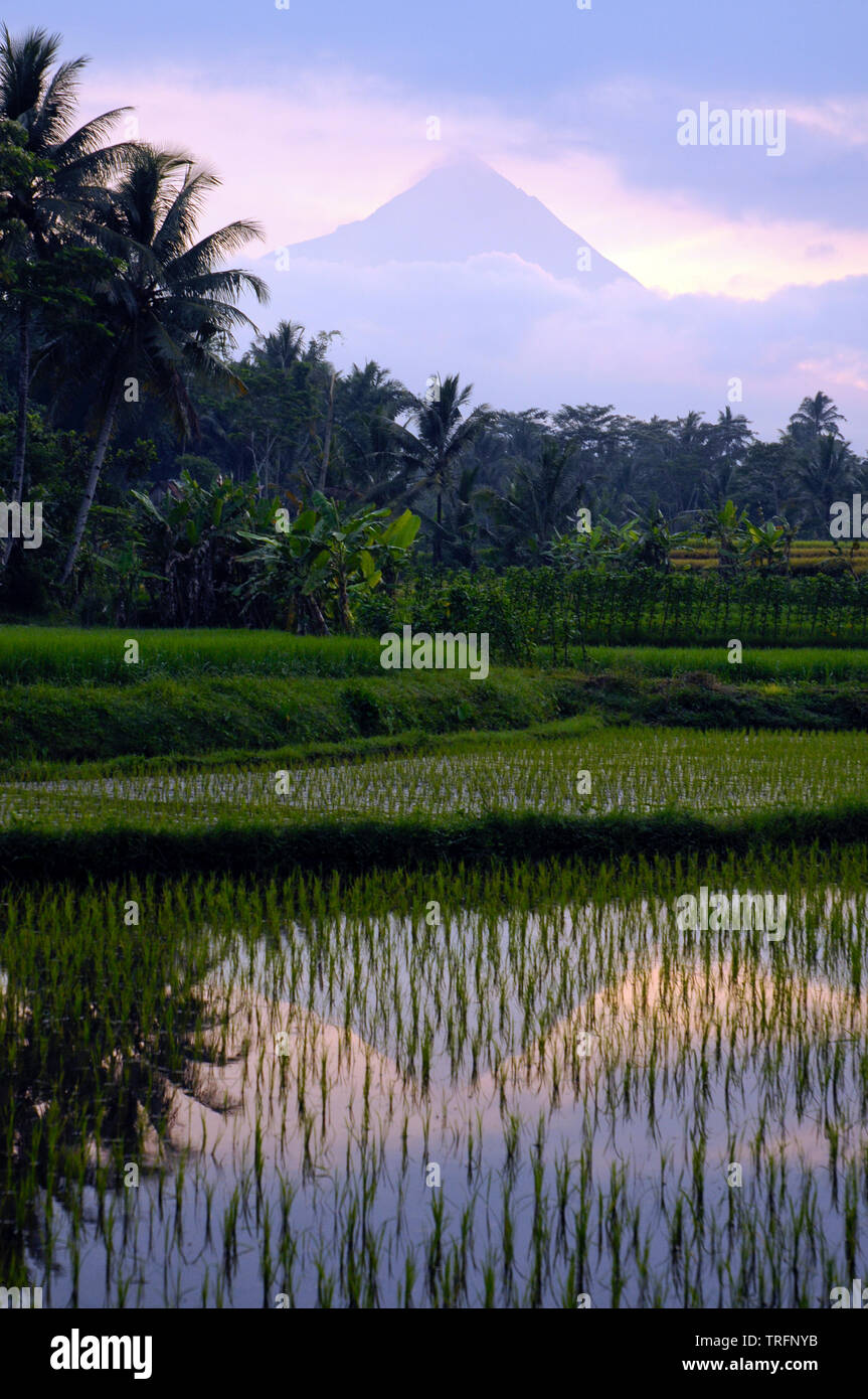 Volcanoes and rice paddies hi-res stock photography and images - Alamy
