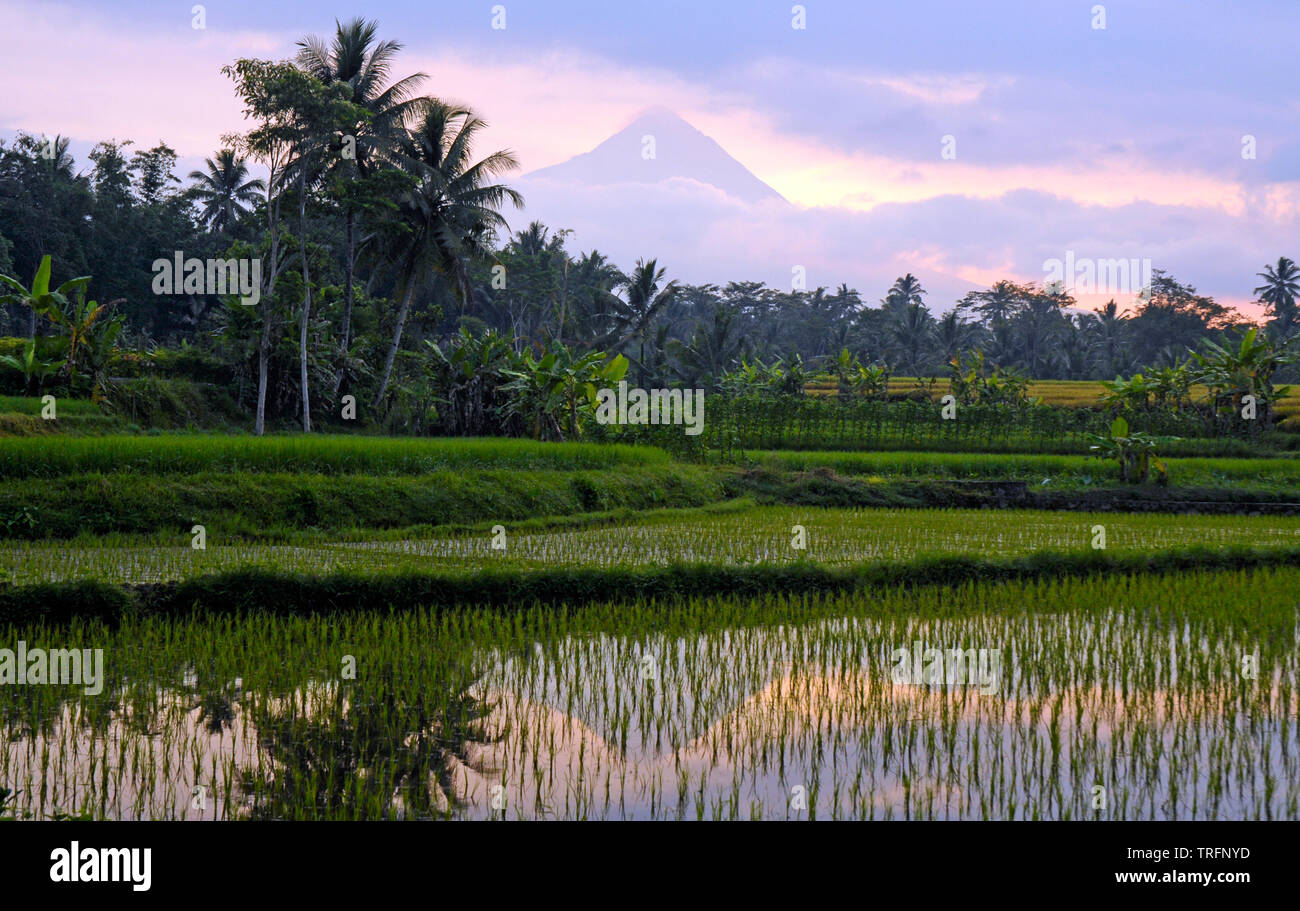 Mount Merapi, Java and rice fields Stock Photo - Alamy