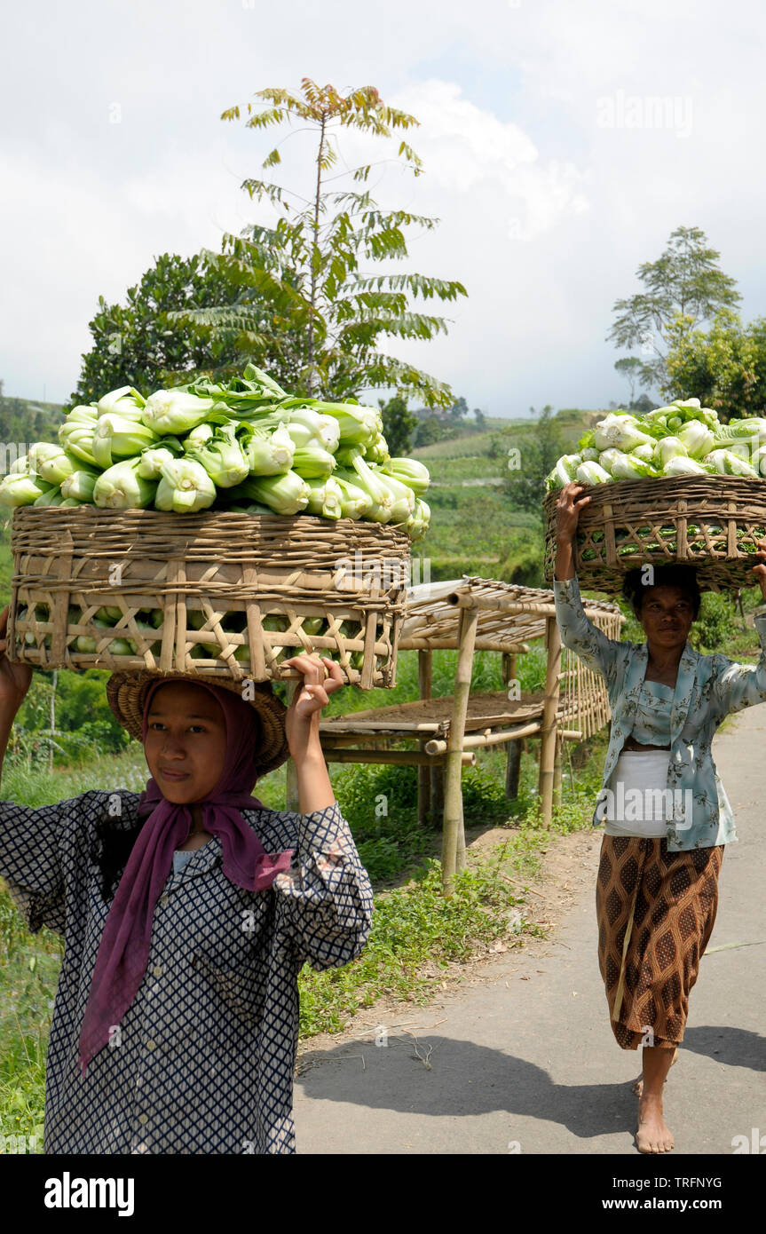 Javanese farmers hi-res stock photography and images - Alamy