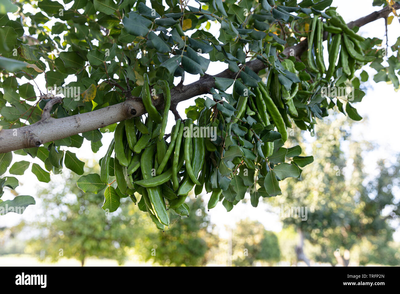 Carob tree hi-res stock photography and images - Alamy