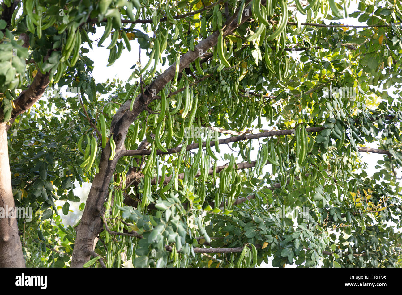 Carob tree. Ceratonia siliqua, commonly known as the carob tree or ...