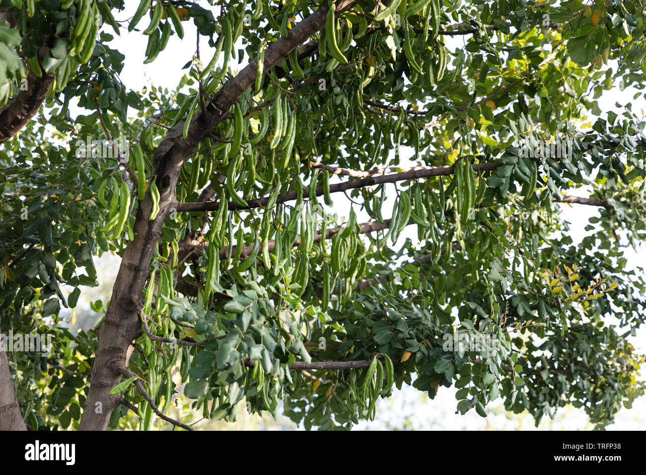 Carob tree. Ceratonia siliqua, commonly known as the carob tree or ...