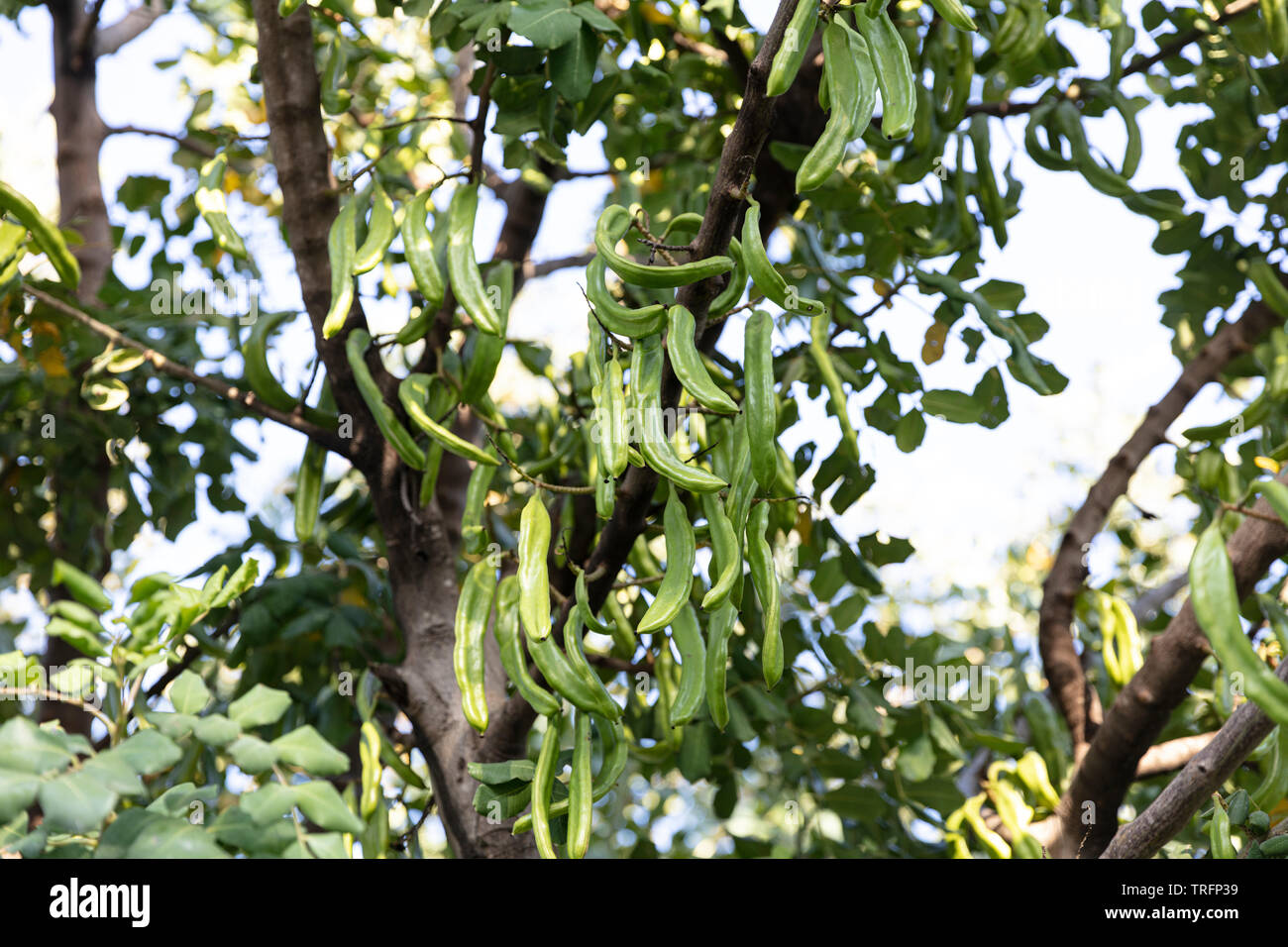 Carob tree. Ceratonia siliqua, commonly known as the carob tree or ...