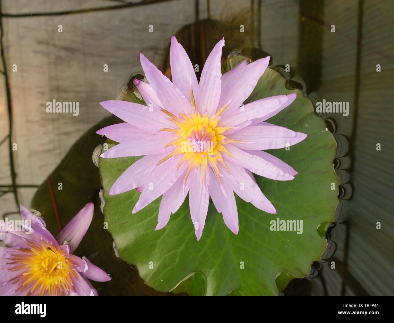Lotusflower hi-res stock photography and images - Alamy