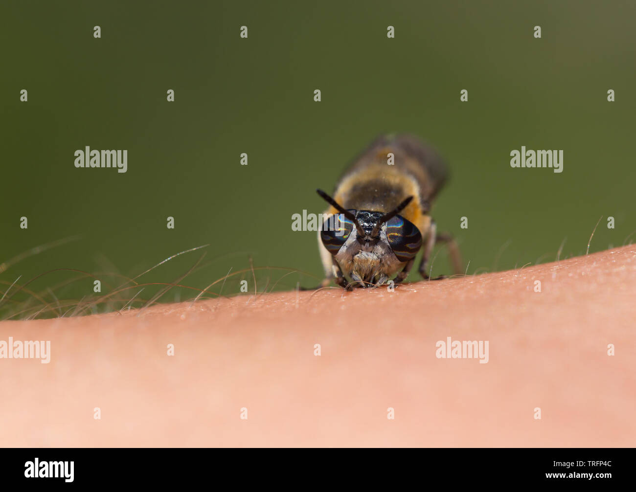 Female horsefly hi-res stock photography and images - Alamy