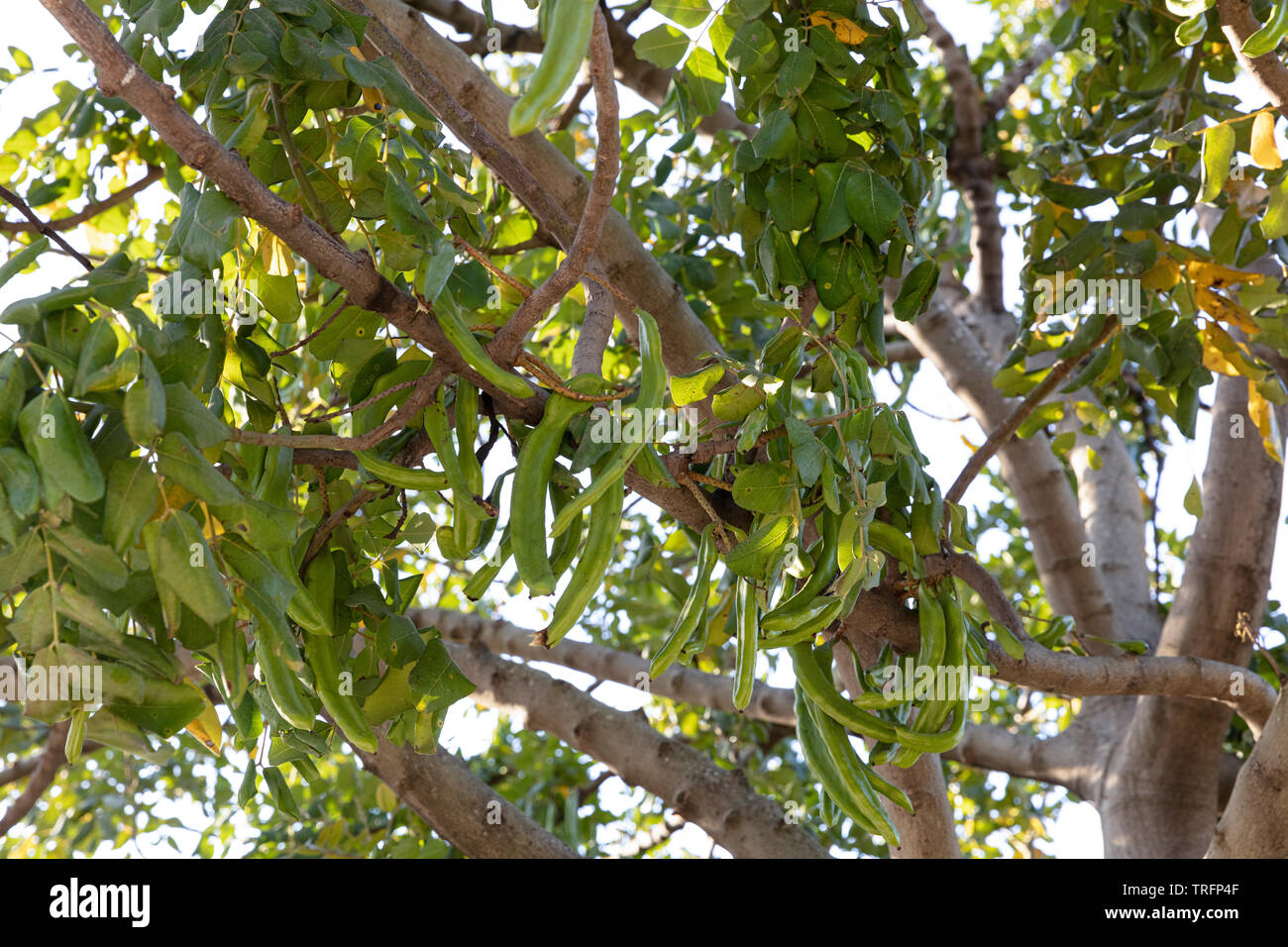 Carob tree. Ceratonia siliqua, commonly known as the carob tree or ...