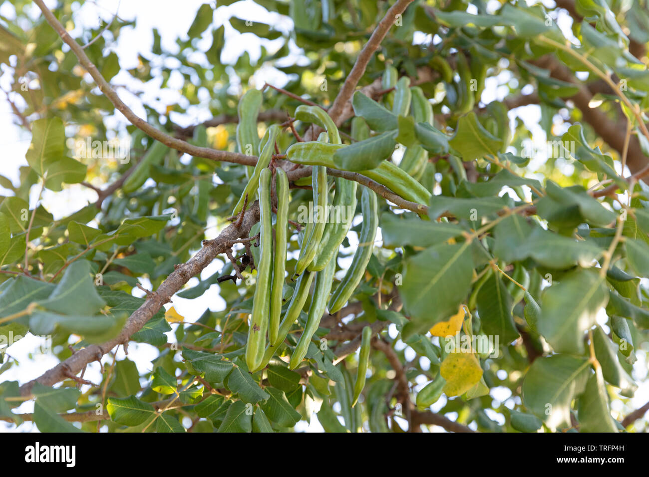 Carob tree. Ceratonia siliqua, commonly known as the carob tree or ...