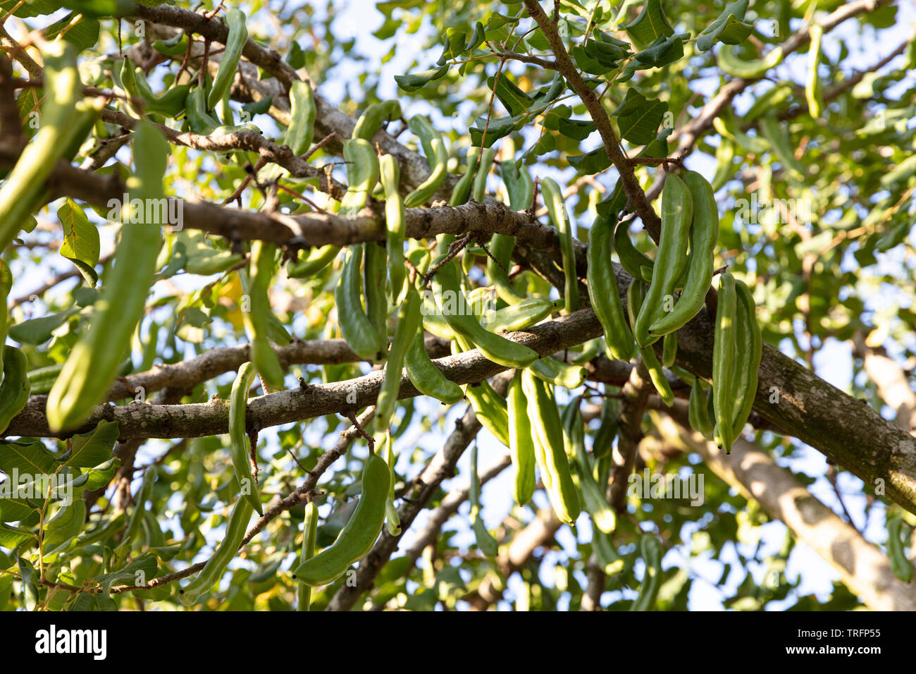 Carob tree. Ceratonia siliqua, commonly known as the carob tree or ...