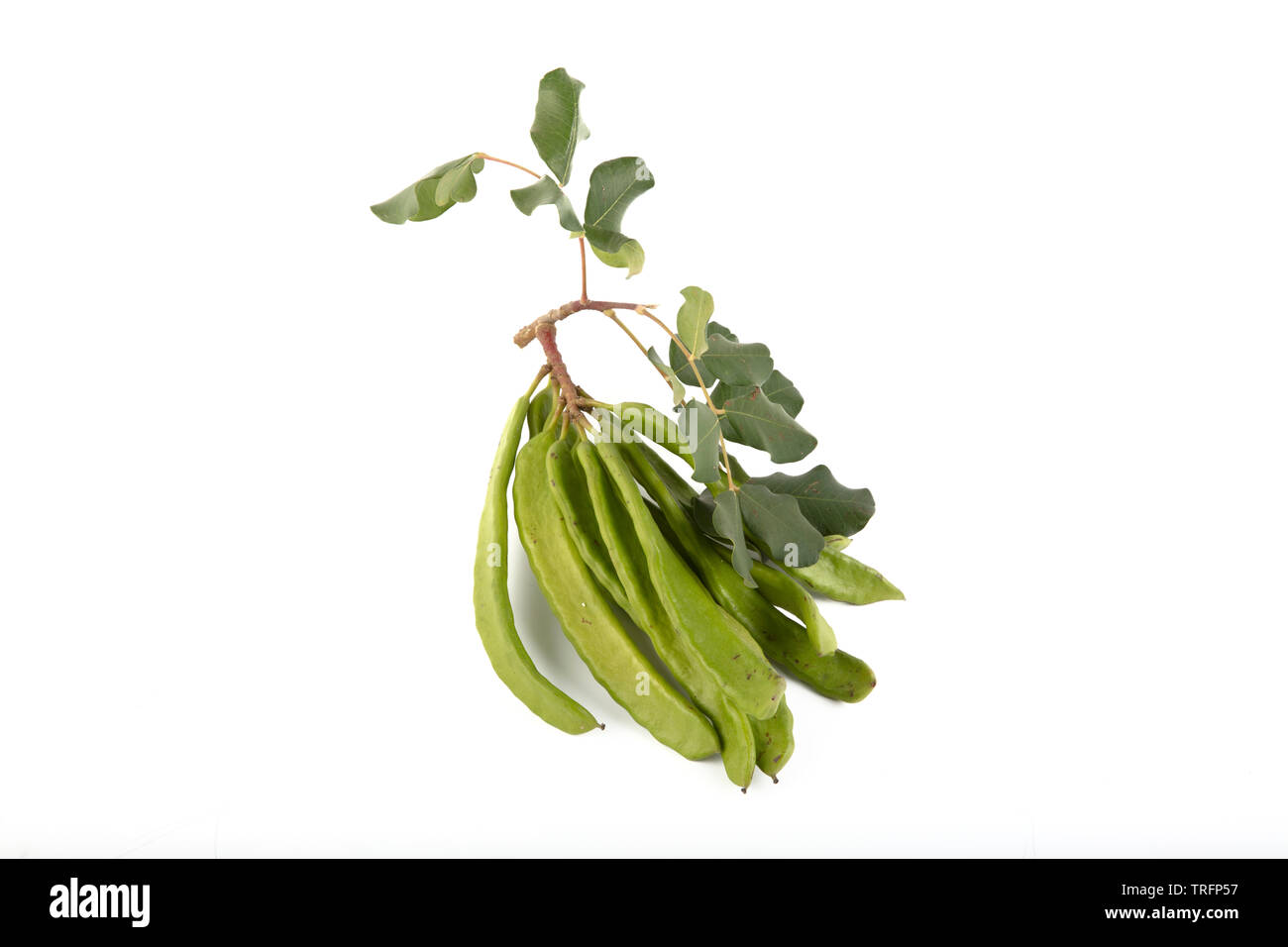 Green carob pods isolated on white background.Ceratonia siliqua ...