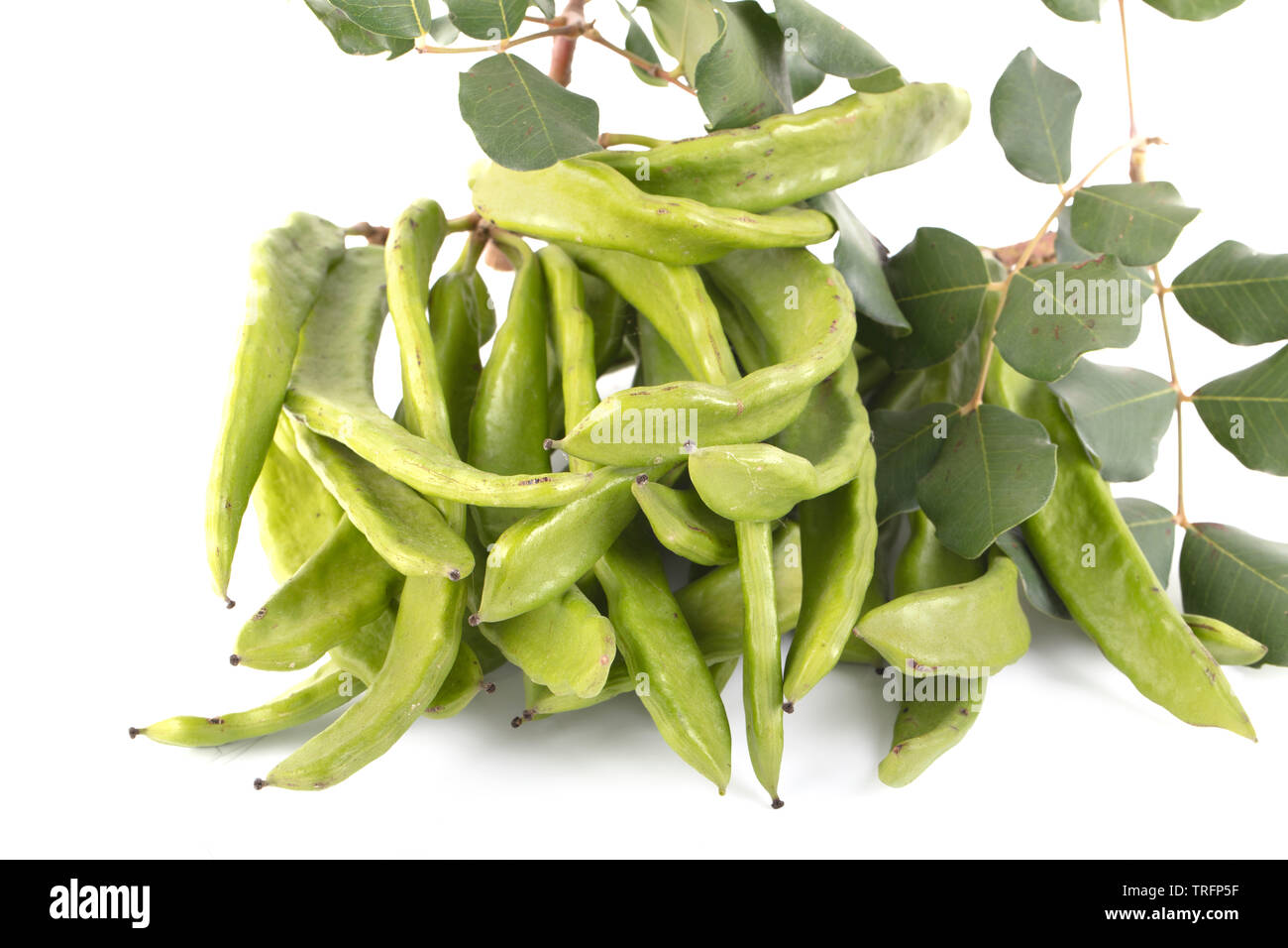 Green carob pods isolated on white background.Ceratonia siliqua ...