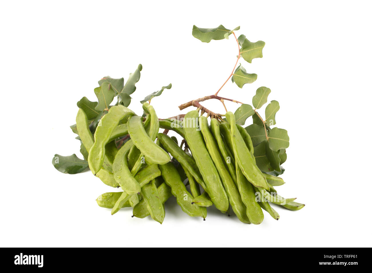Green carob pods isolated on white background.Ceratonia siliqua ...