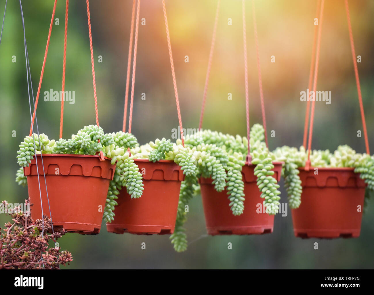 sedum succulent plant / Hang plants in pot nature blur background in ...
