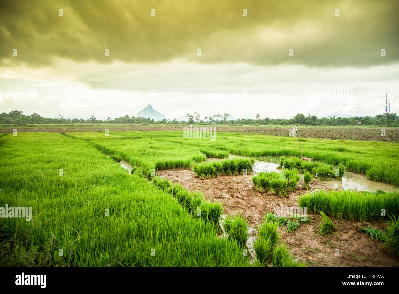 Rice field planting in rainy season at asia / sapling rice Stock Photo ...