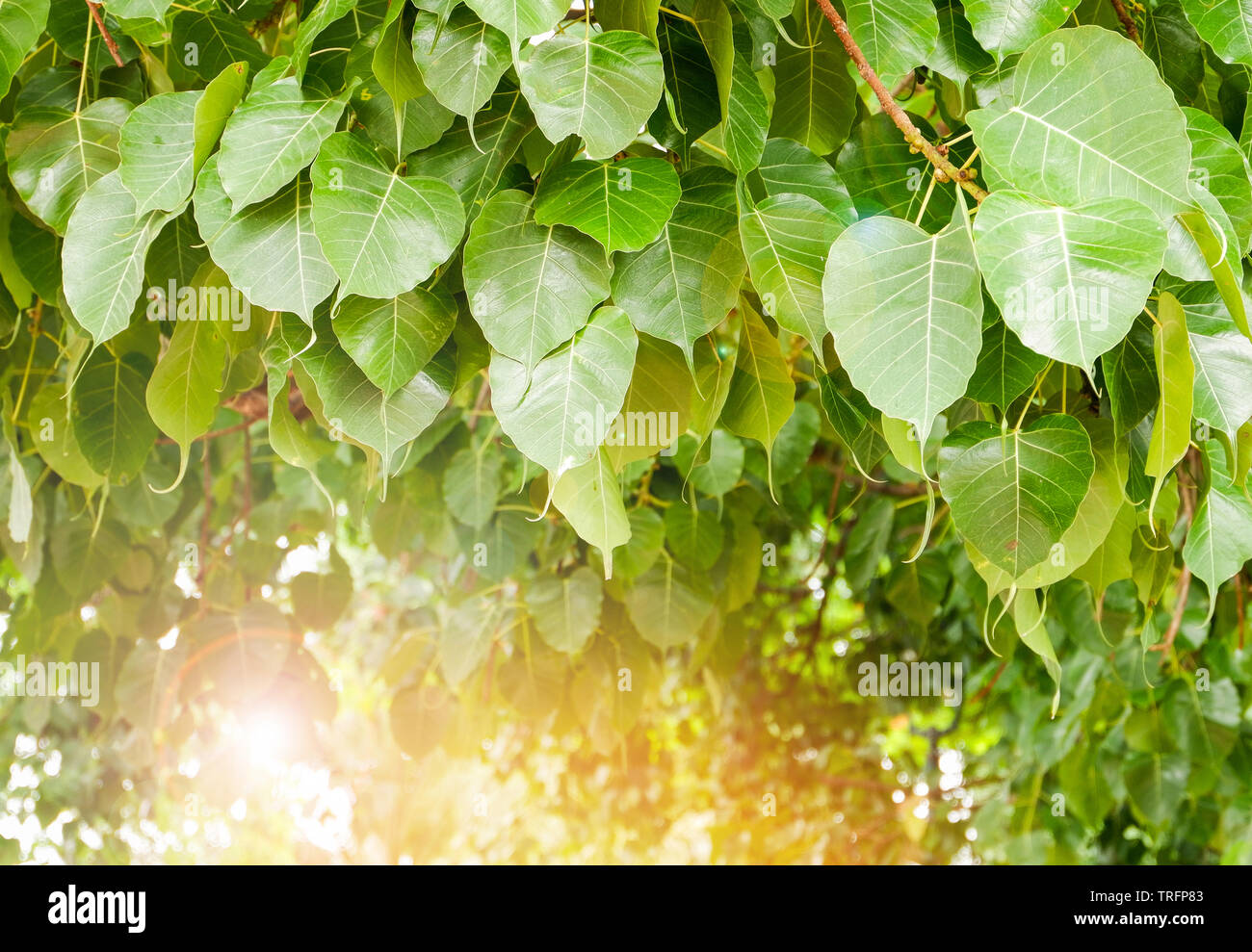 Rain and light religion buddhism hi-res stock photography and images ...