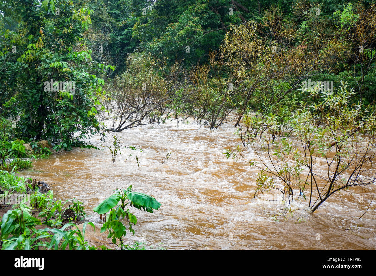 Water flood on river after heavy rain rapids water flow copiously from mountain stream in the ...