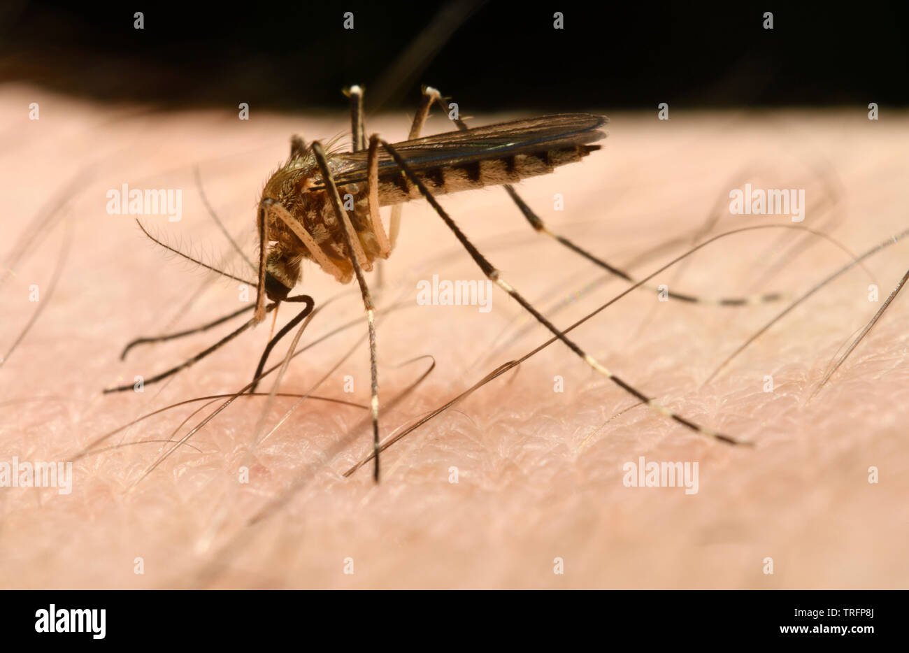 Close up of a female Mosquito beginning to puncture skin with needle ...