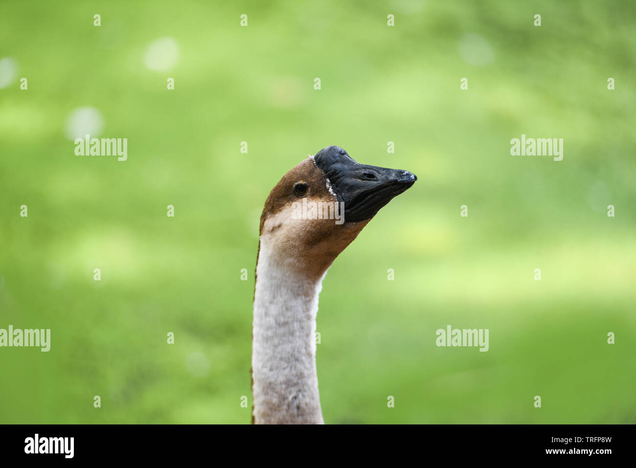 Redhead duck flying hi-res stock photography and images - Alamy