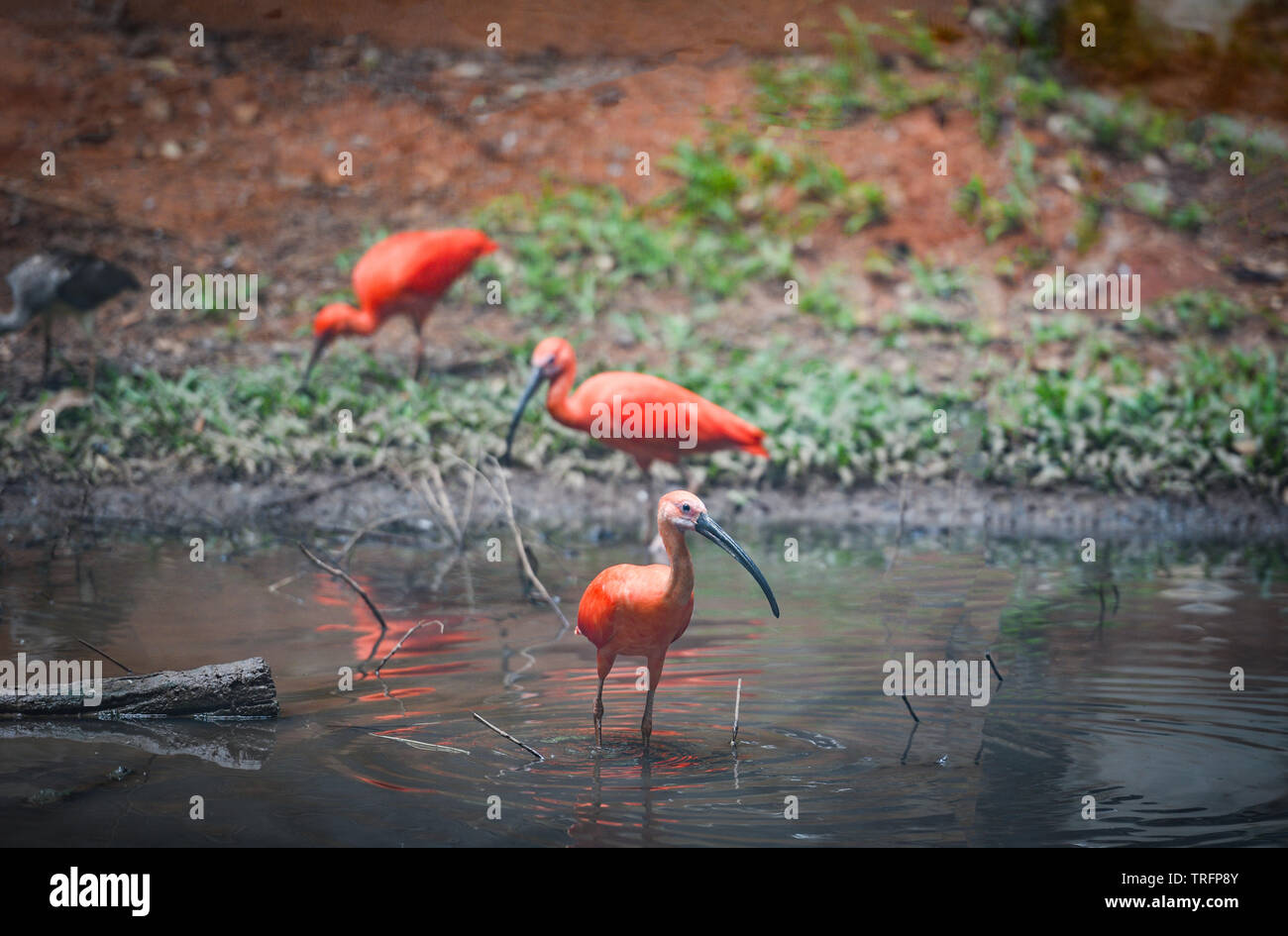 Scarlet ibis river hi-res stock photography and images - Alamy
