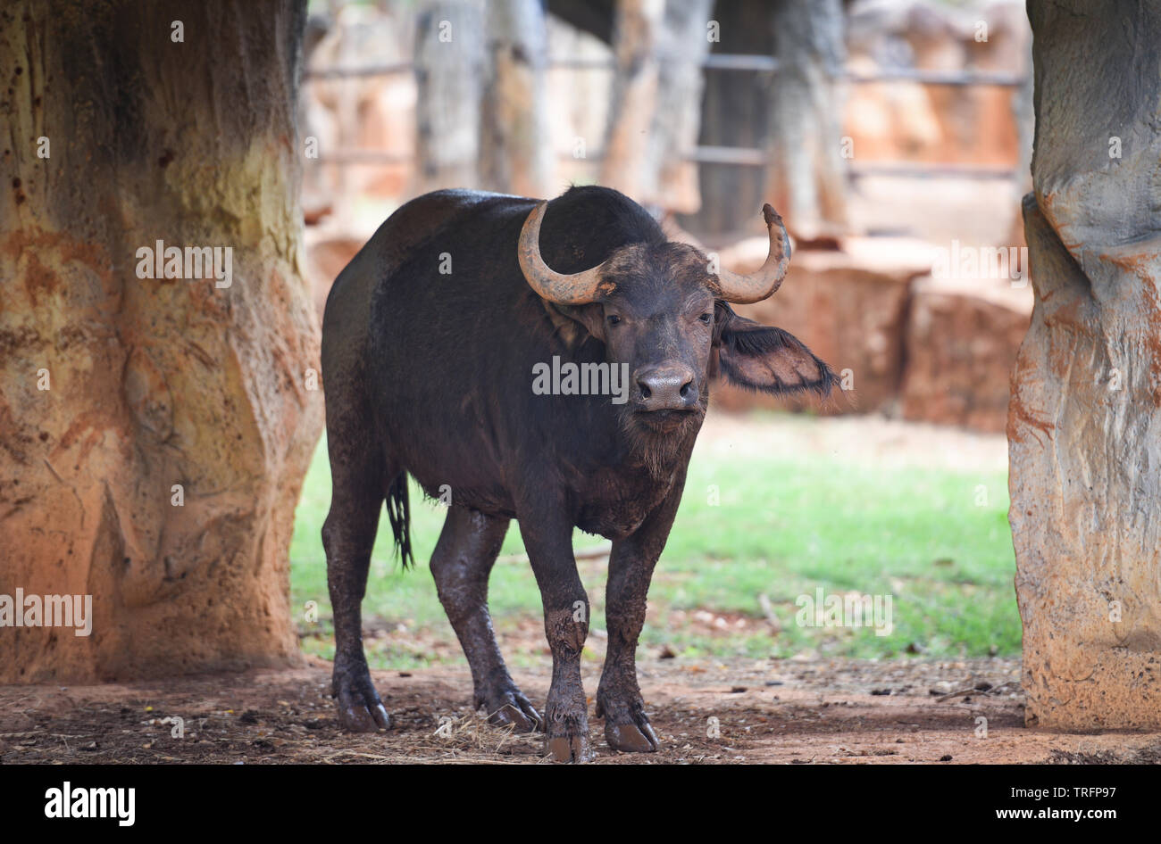 Forest buffalo / african buffalo wildlife on farm zoo in the national ...