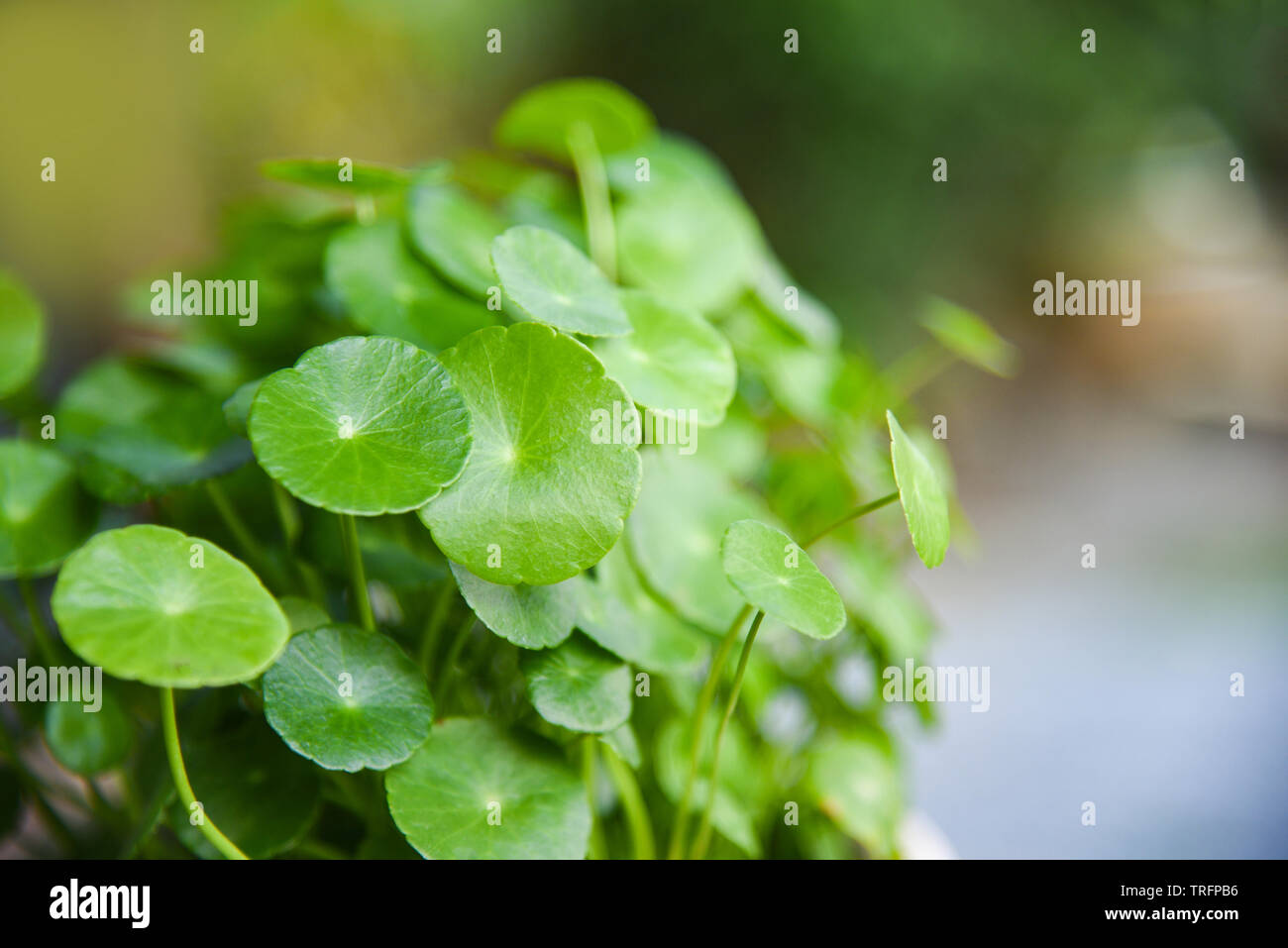 Centella asiatica leaves green nature leaf medical herb in the garden ...