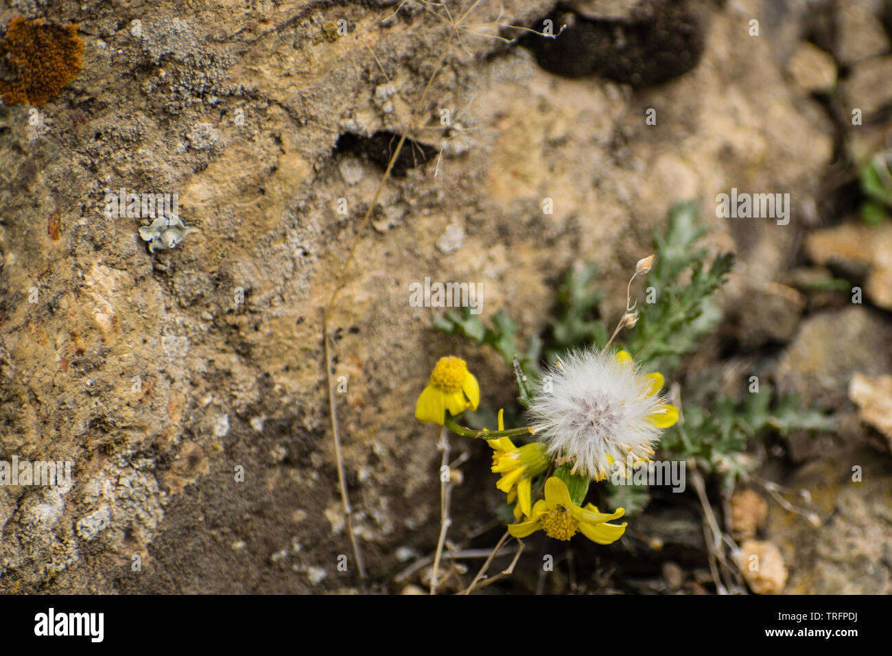Plant growing in between rocks hi-res stock photography and images - Alamy