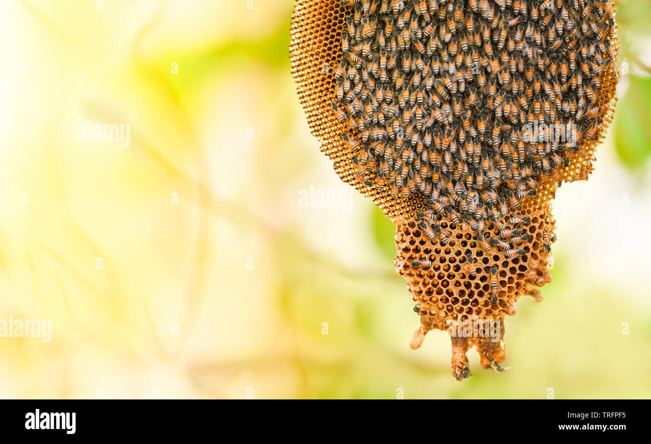 Honey Bees Comb In Tree