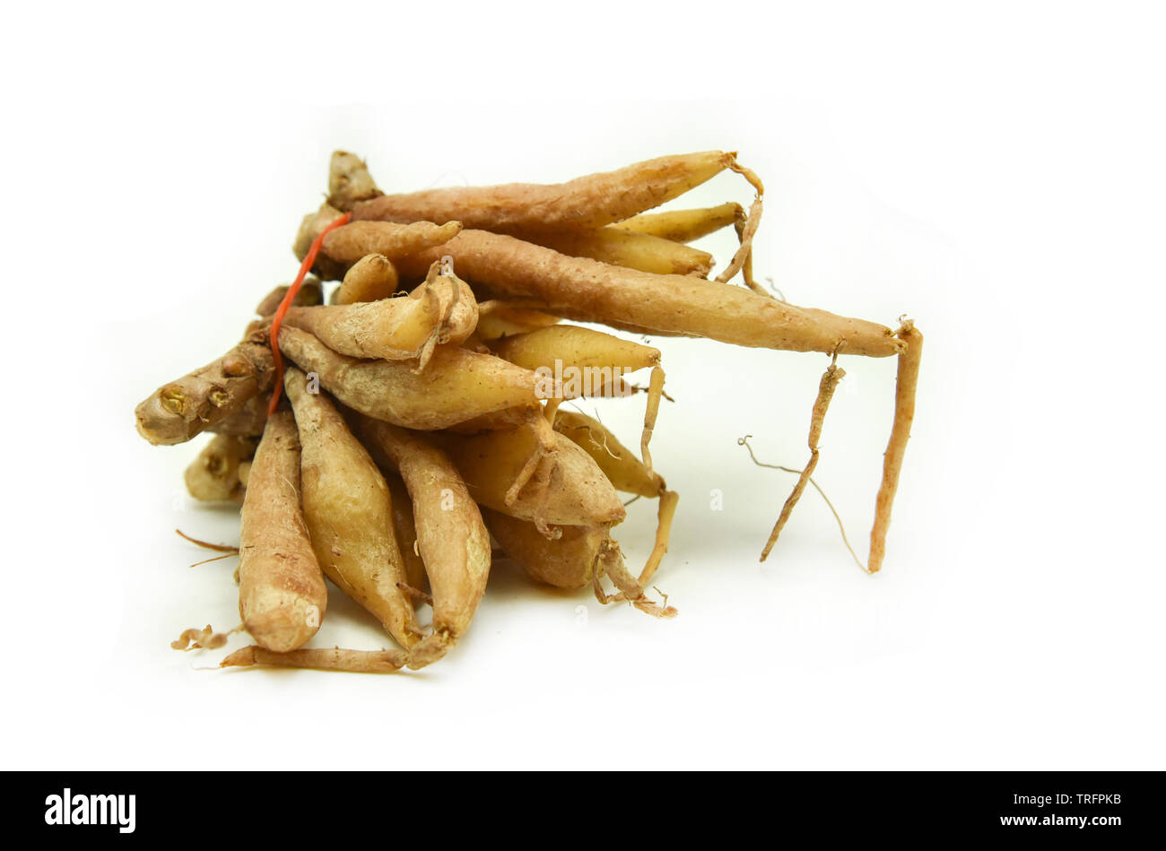Fingerroot isolated on white background / Other names Chinese Ginger ...