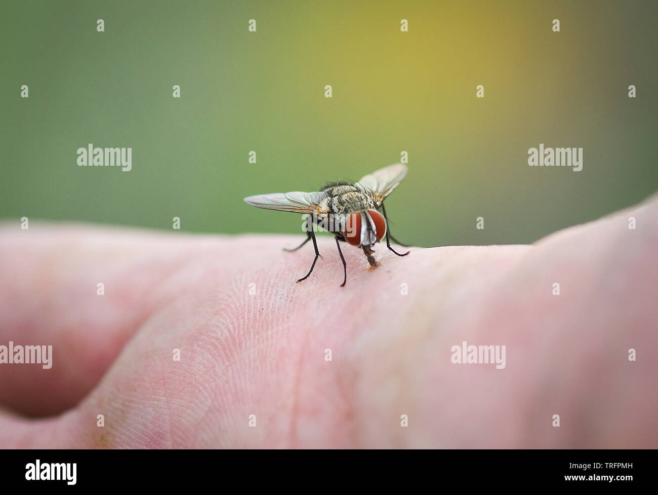 House fly on human skin hand / Close up fly macro Stock Photo - Alamy